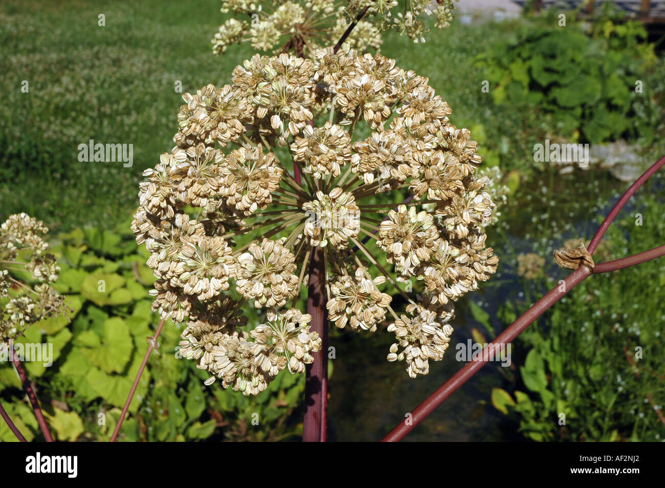 Garden Angelica Angelica archangelica also called Archangel Angelica ...