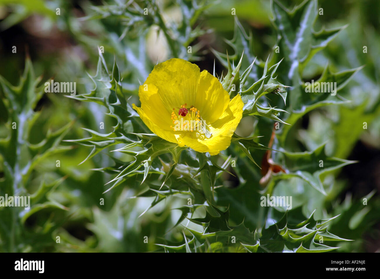 Mexican Poppy Argemone mexicana synonym Papaver spinosum also called ...