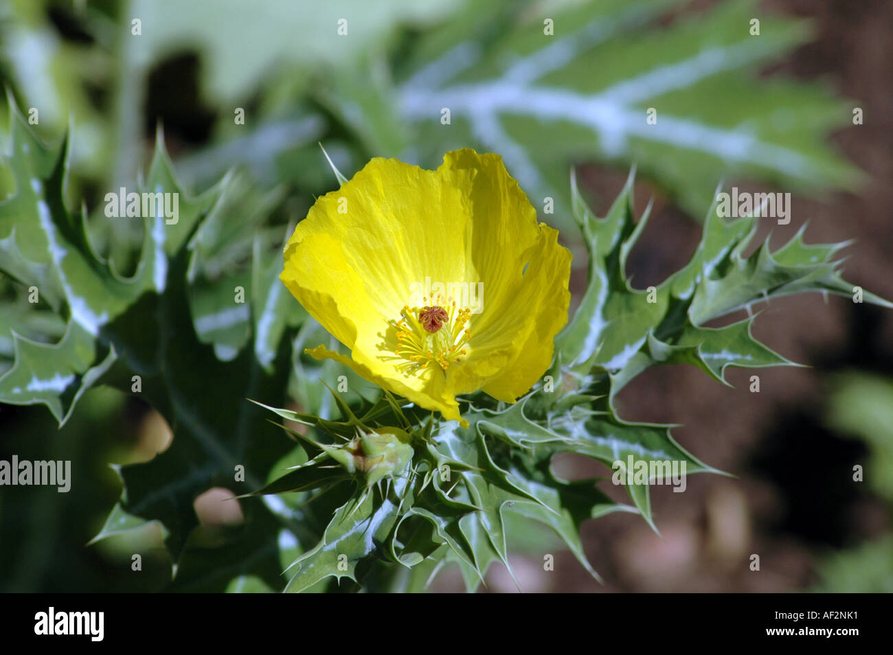 Mexican Poppy Argemone mexicana synonym Papaver spinosum also called ...
