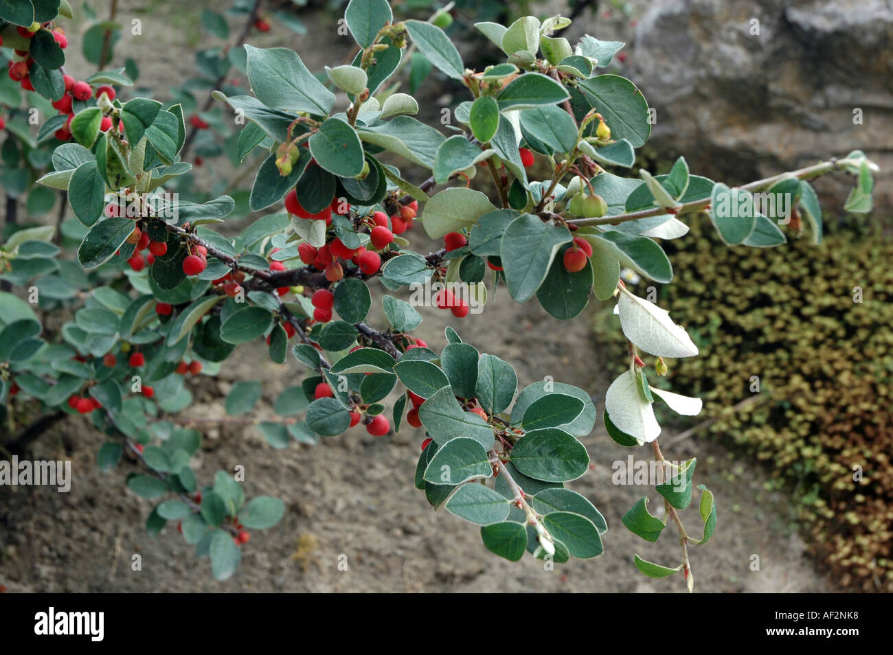 Wild Cotoneaster Cotoneaster integerrimus Stock Photo - Alamy