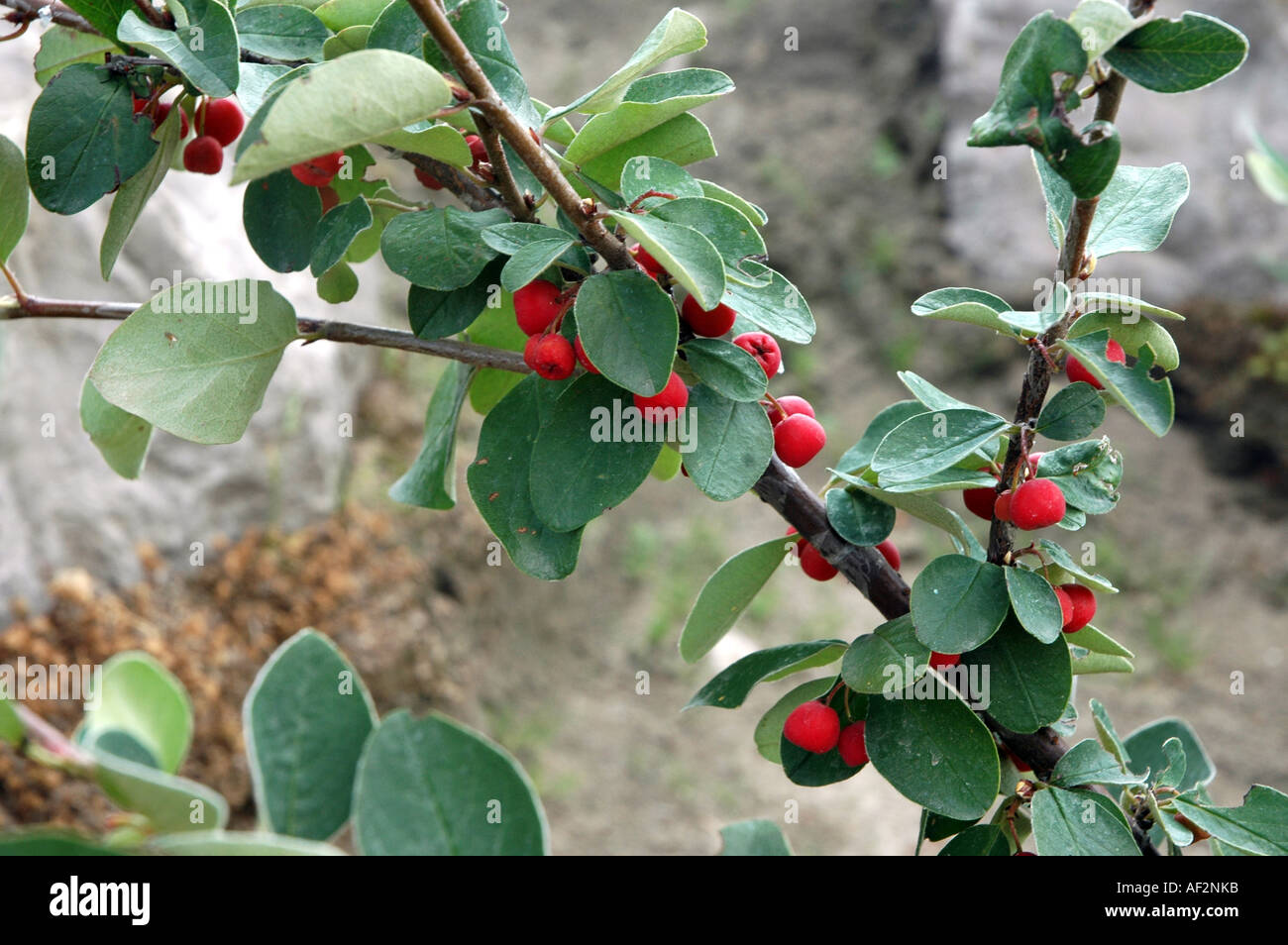 Wild Cotoneaster Cotoneaster integerrimus Stock Photo - Alamy