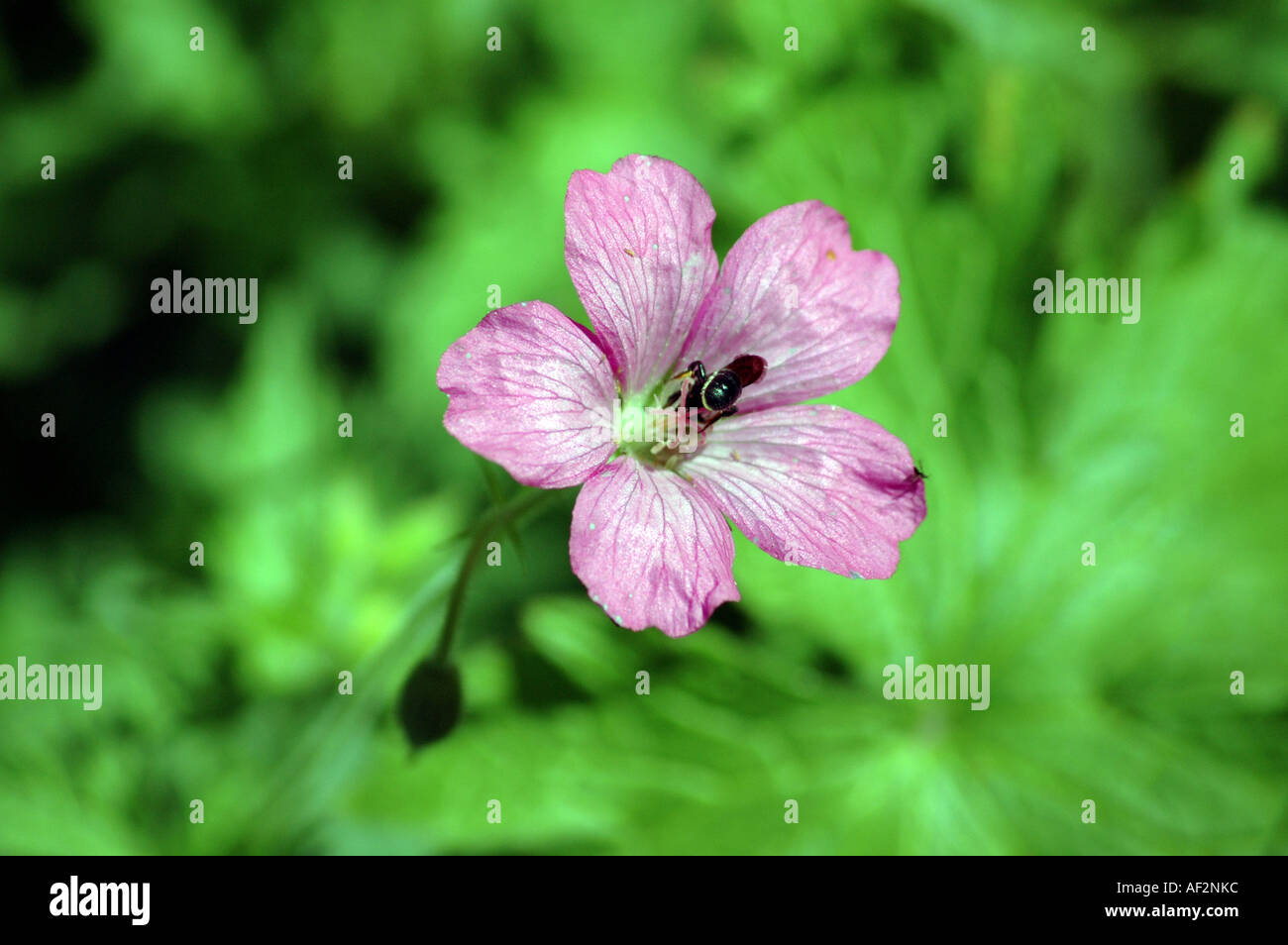 Endress Cranesbill Geranium endressii also called French Cranesbill ...