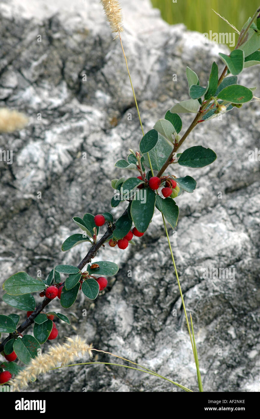 Wild Cotoneaster Cotoneaster integerrimus Stock Photo - Alamy