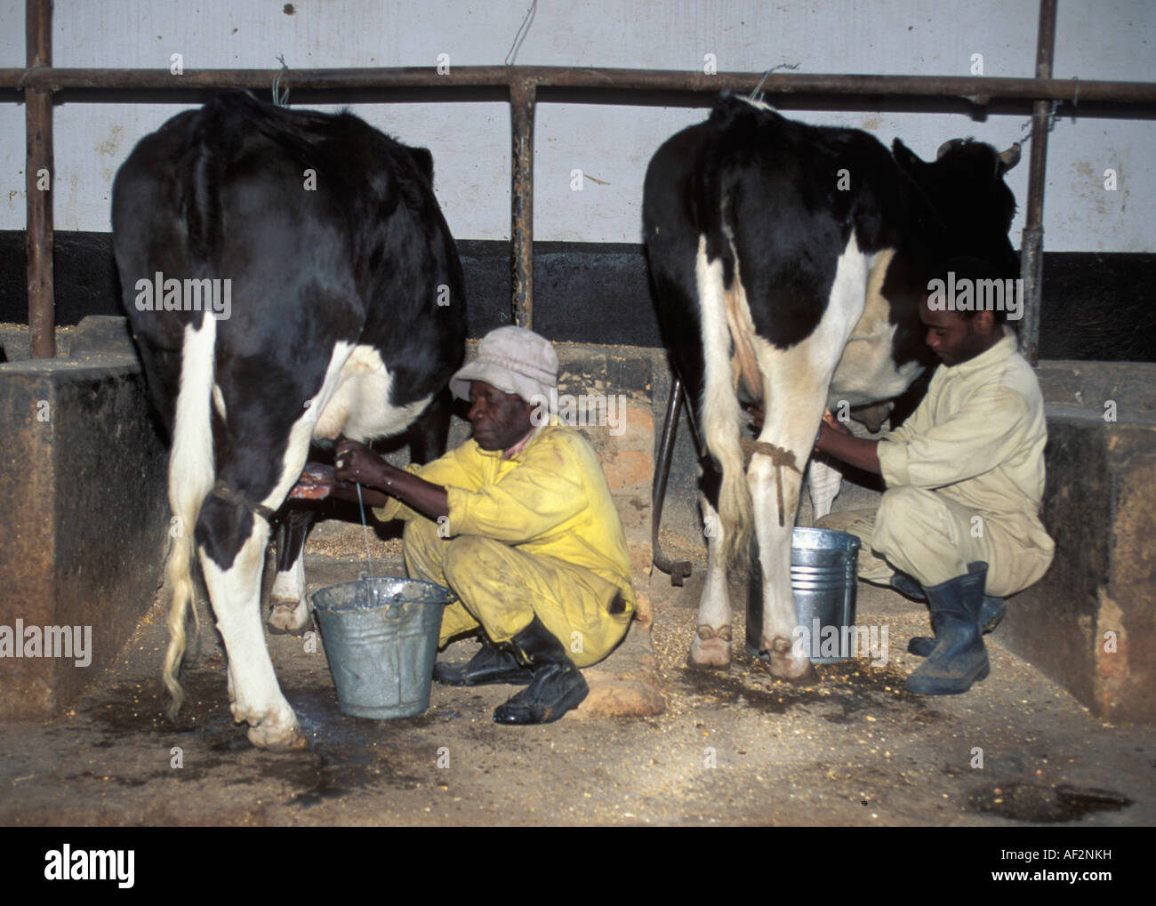 Milking Cows Africa Stock Photos & Milking Cows Africa Stock Images - Alamy