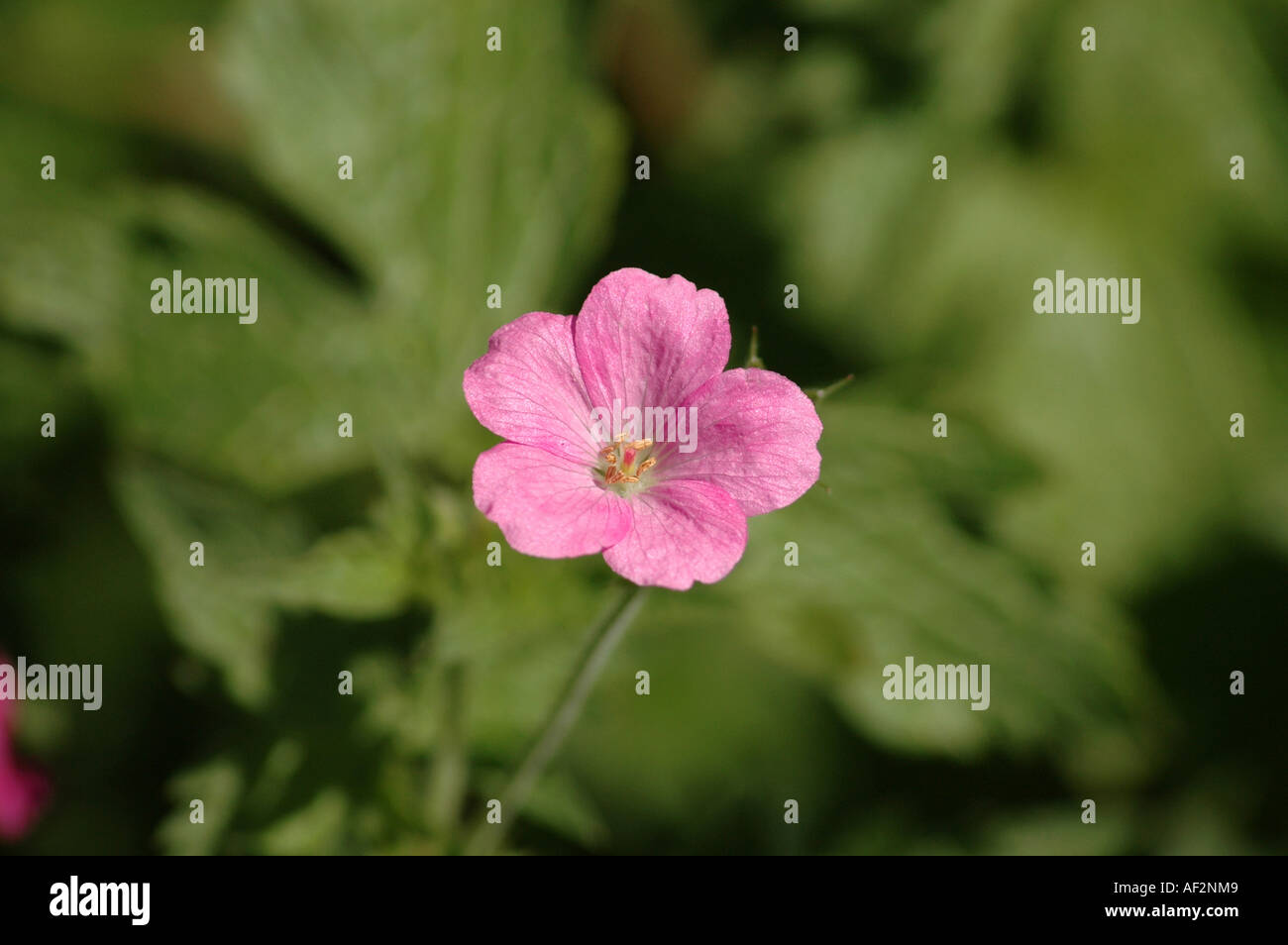 Endress Cranesbill Geranium endressii also called French Cranesbill ...