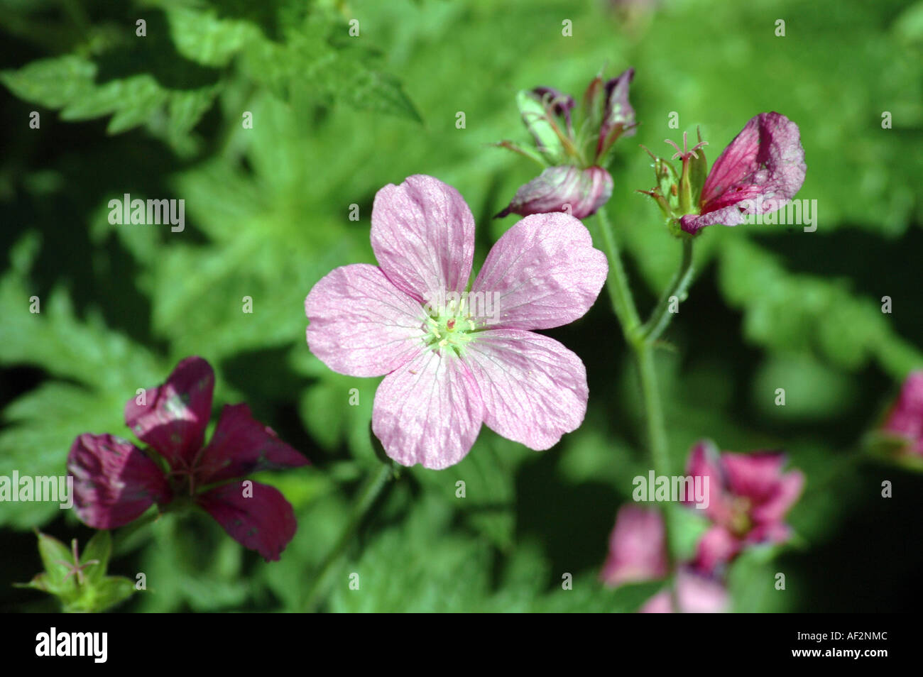 Endress Cranesbill Geranium endressii also called French Cranesbill ...