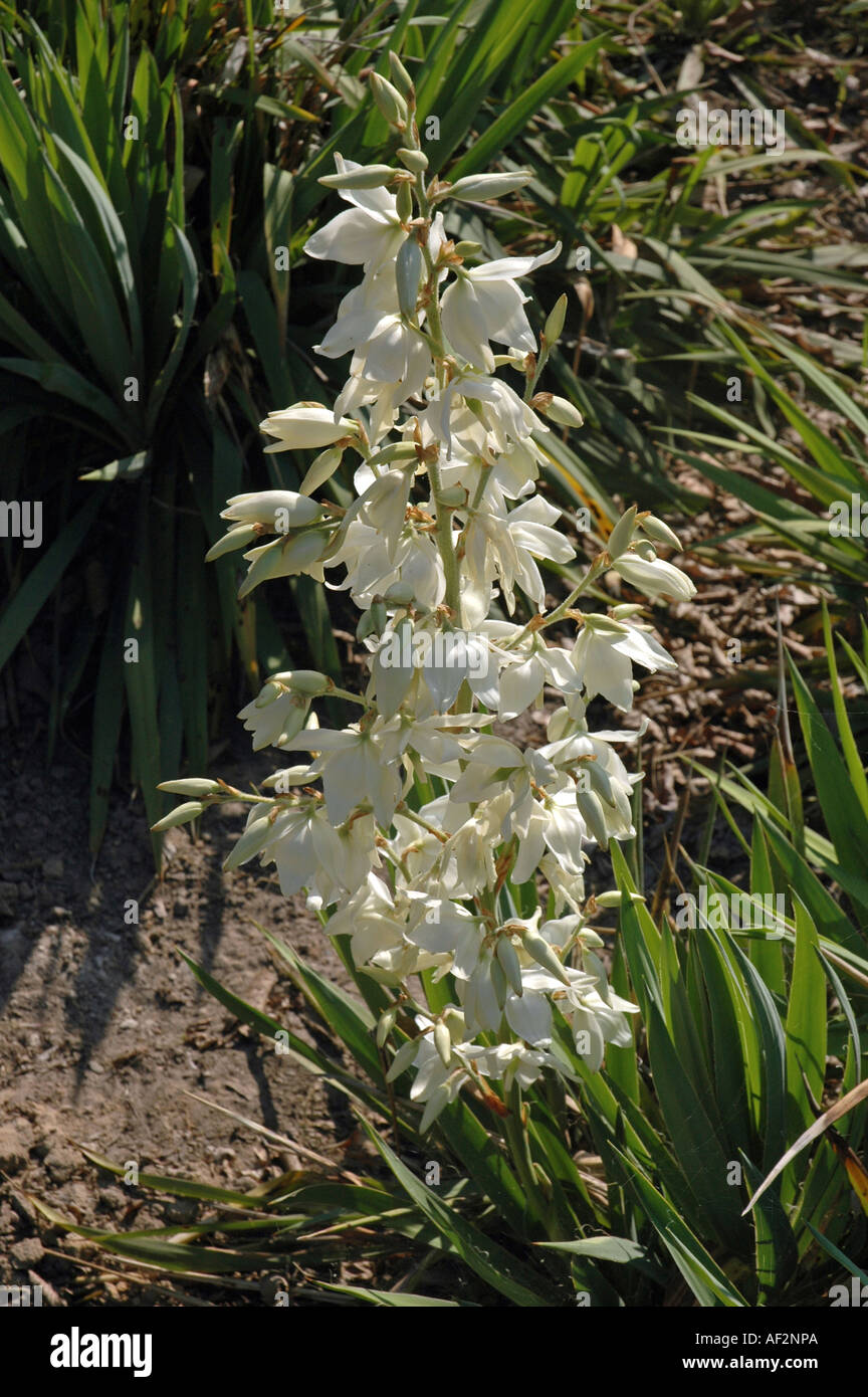 Adam's needle Yucca filamentosa flower also called Bear's grass or Weak ...