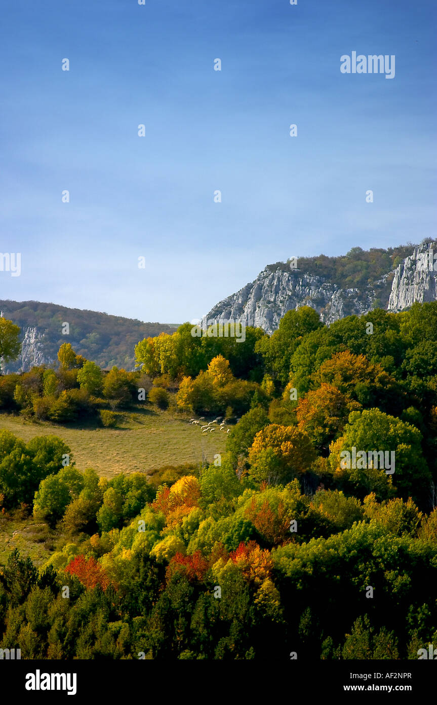 Bosque de irati hi-res stock photography and images - Alamy