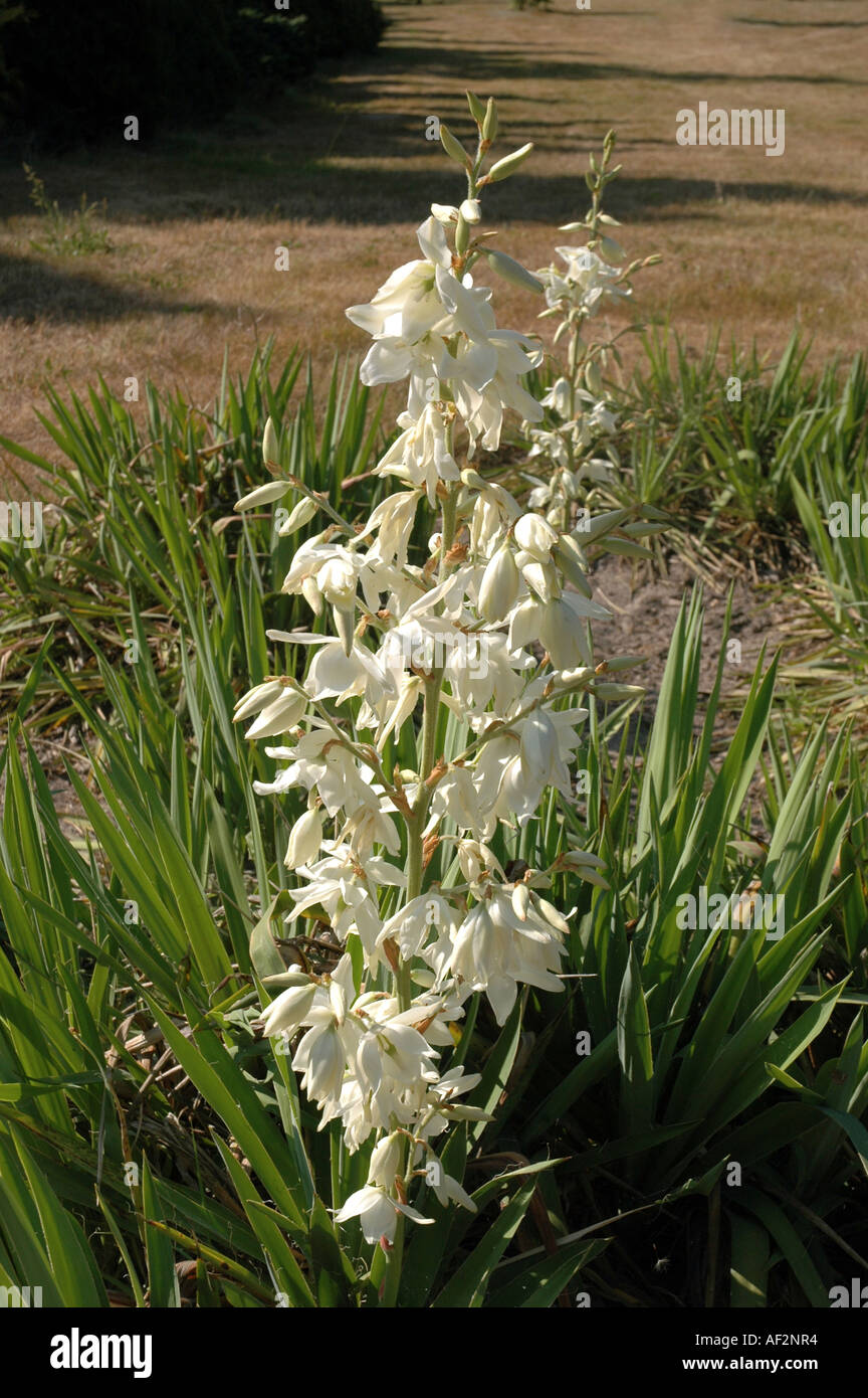 Adam's needle Yucca filamentosa flower also called Bear's grass or Weak ...