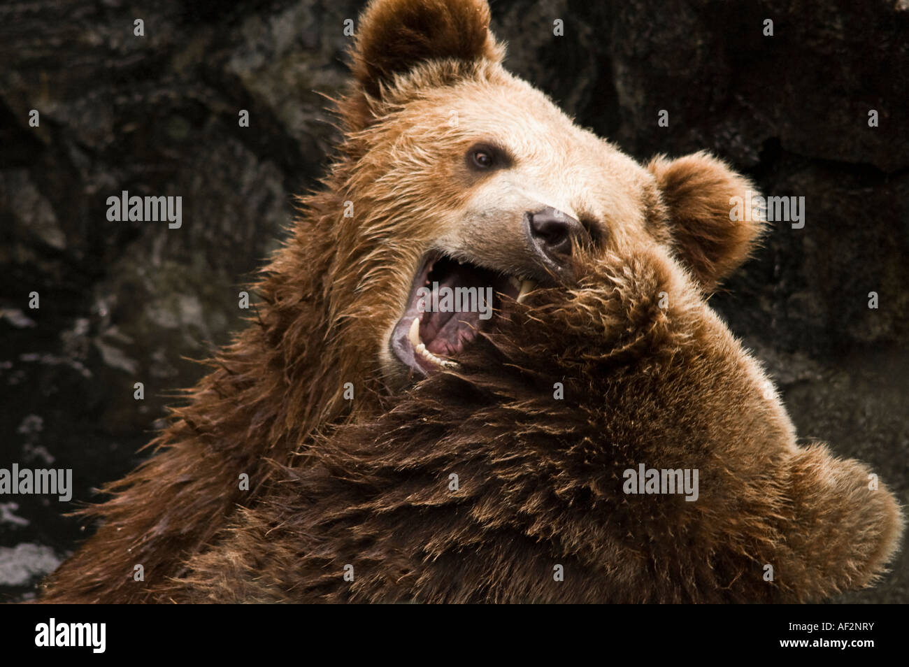 Playing roughly hi-res stock photography and images - Alamy