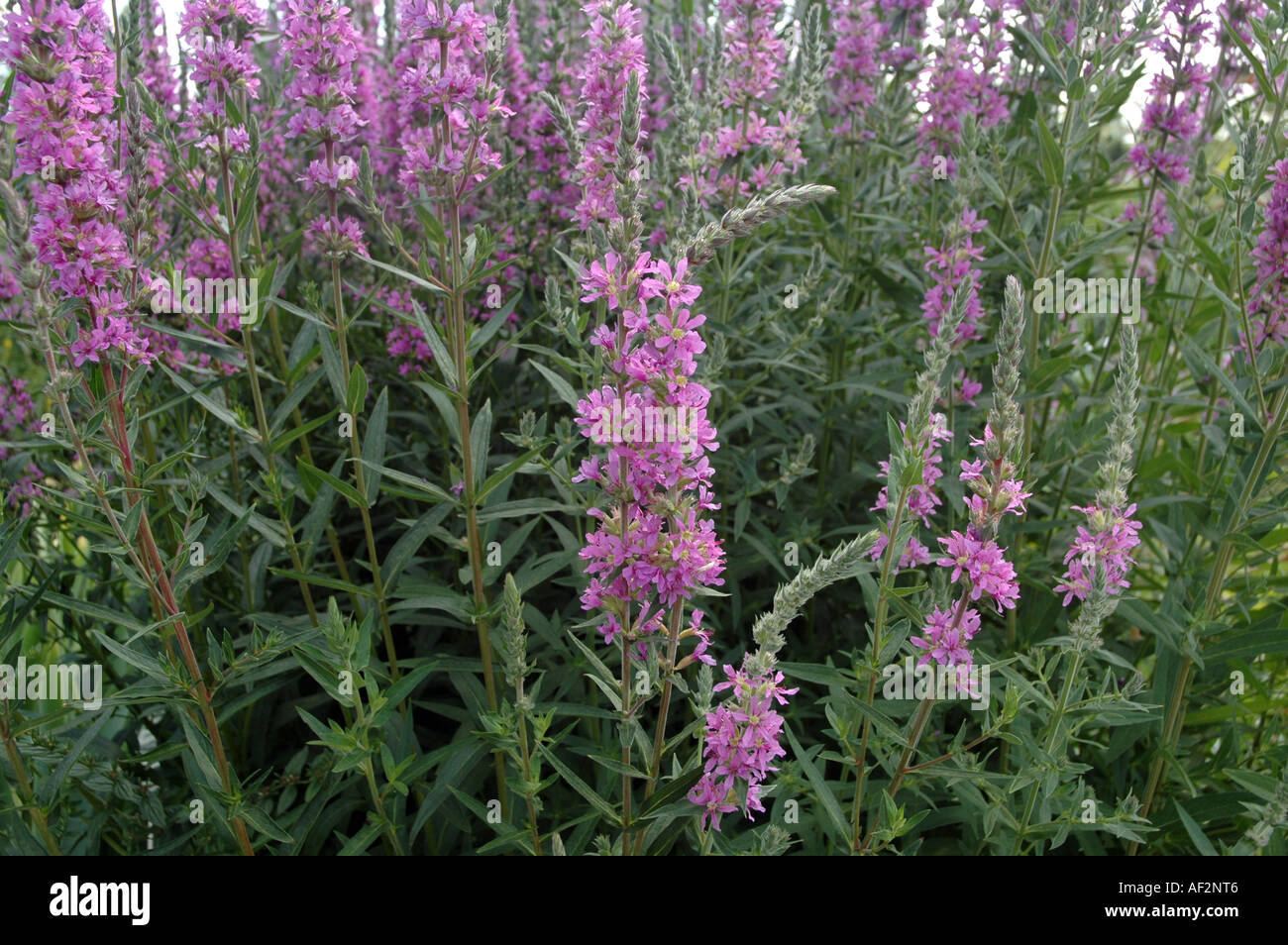 Loose strife hi-res stock photography and images - Alamy