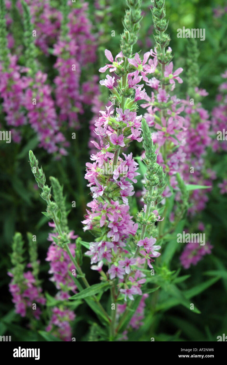Kattestaart High Resolution Stock Photography and Images - Alamy