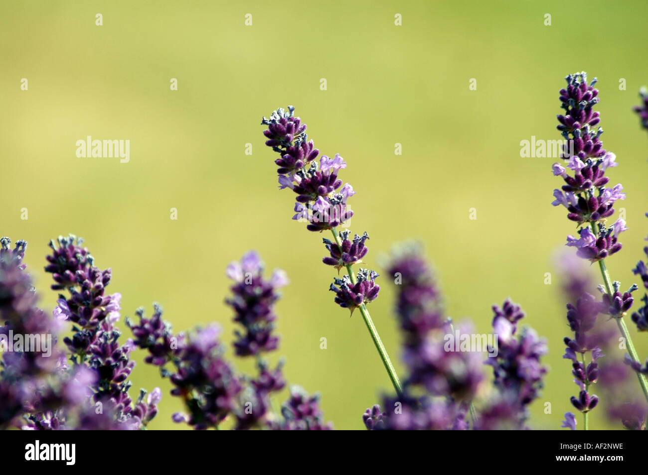 Lavender Lavandula angustifolia synonym Lavandula officinalis Stock ...
