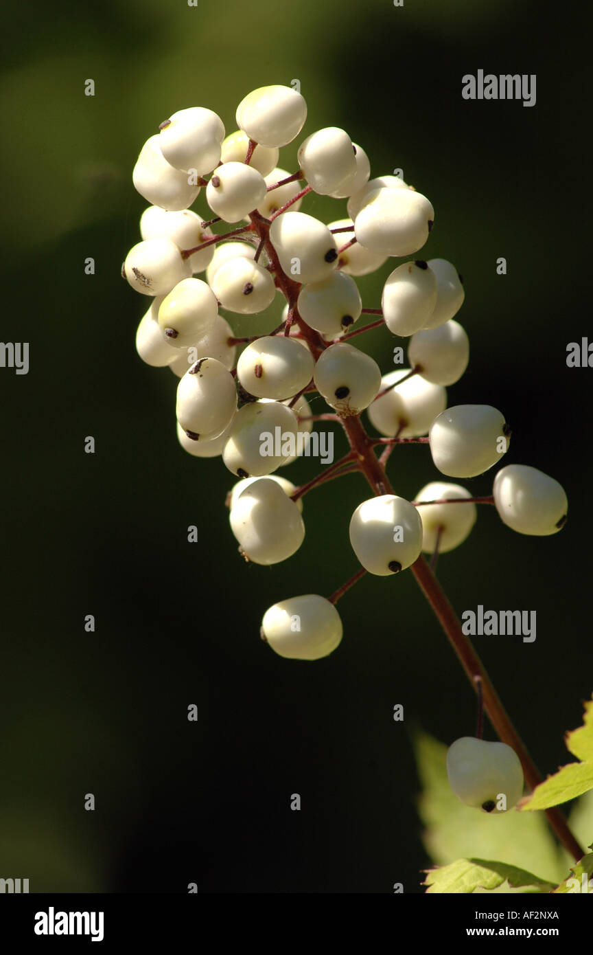 White Baneberry Actaea pachypoda also called Doll's eyes or Necklace ...
