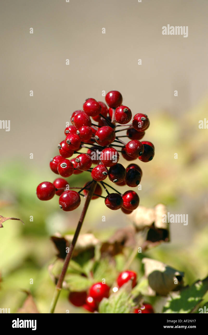 Snakeberry hi-res stock photography and images - Alamy