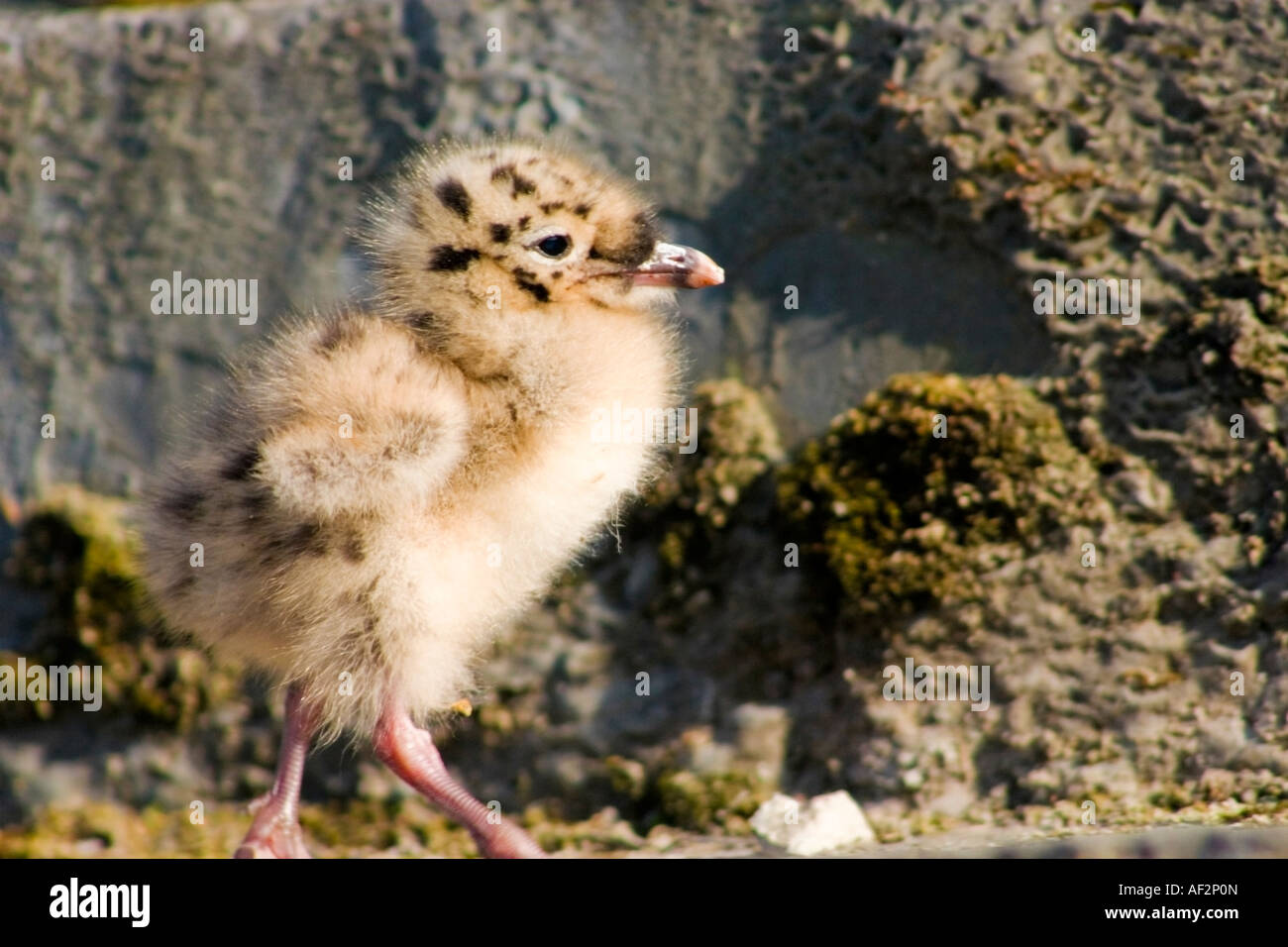 Baltic baby Seagull Stock Photo - Alamy