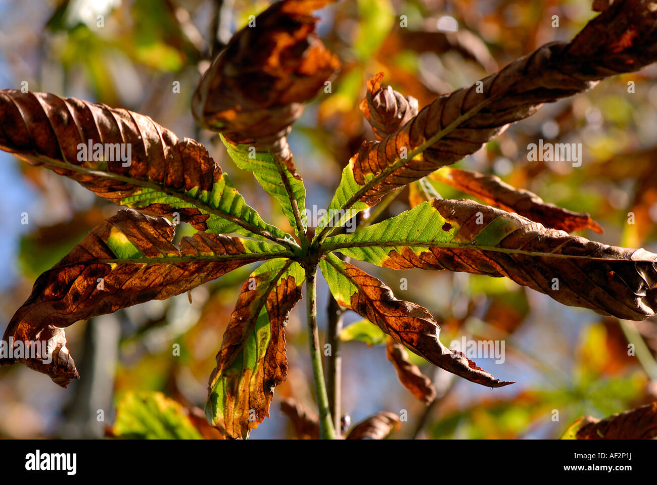 Horse chestnut leaf showing the signs of leaf mining moth damage during ...