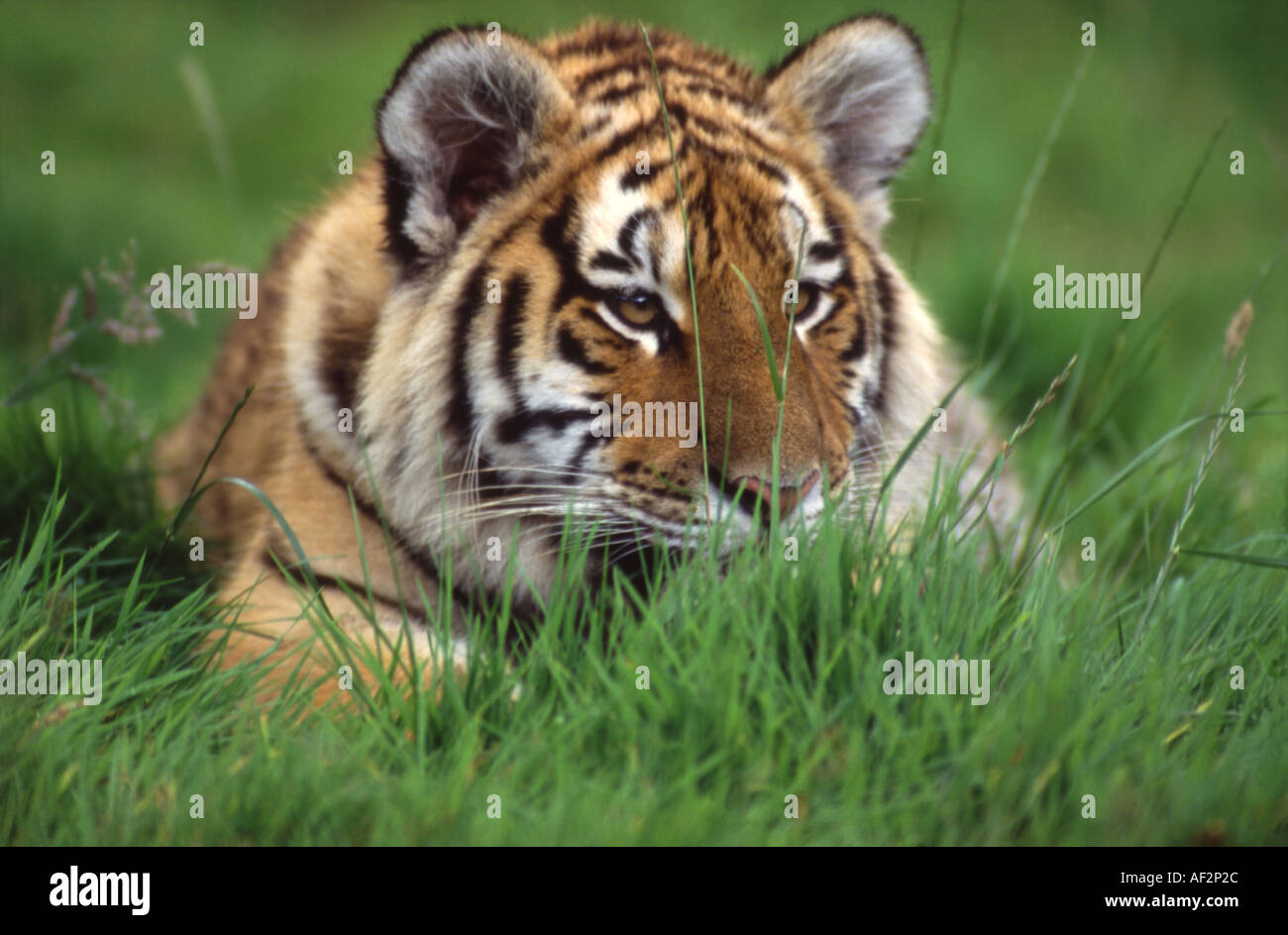 Tiger in long grass hi-res stock photography and images - Alamy