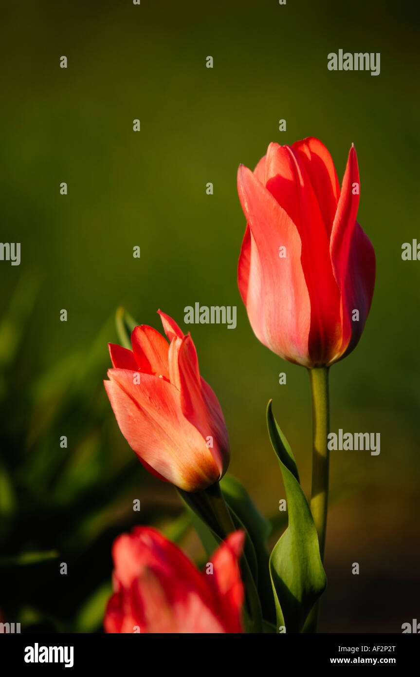 Red Flower with Green background Stock Photo - Alamy