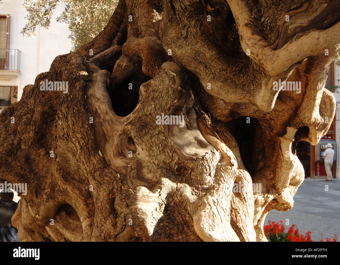 Knarled Olive tree trunk, close-up Stock Photo - Alamy