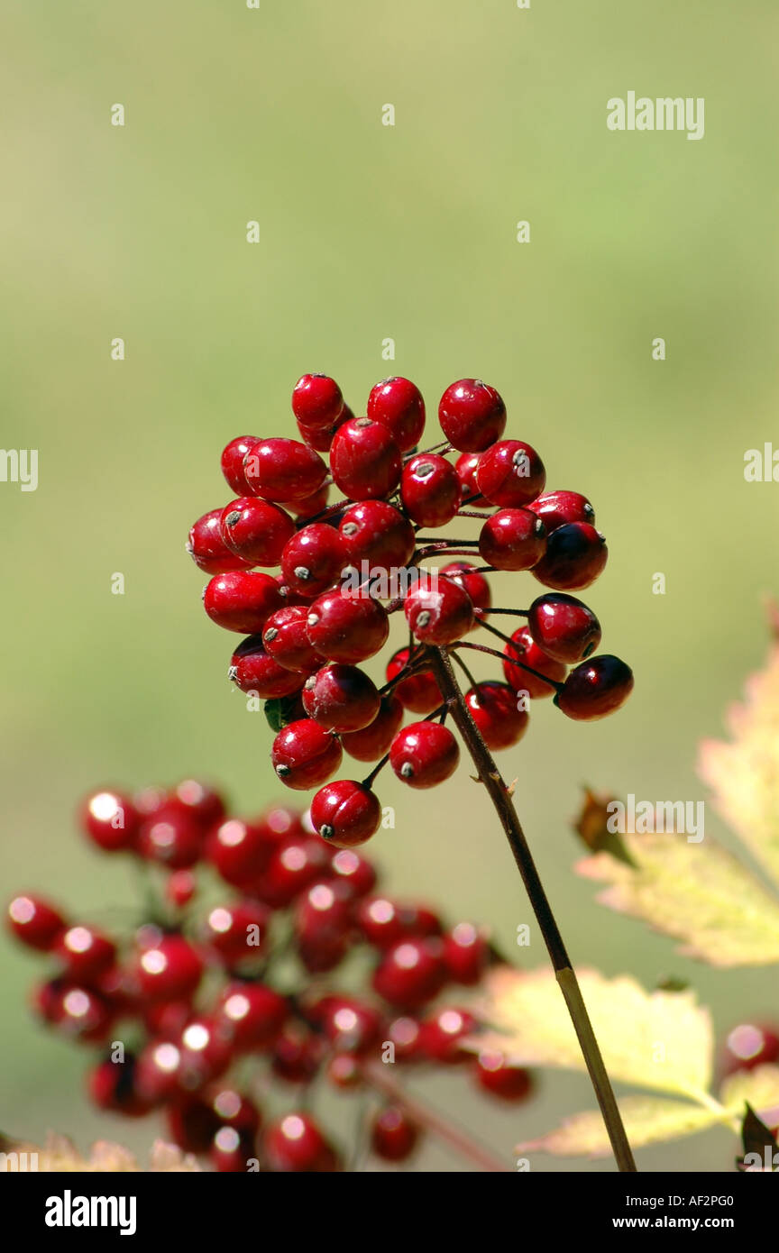 Red Baneberry Actaea rubra also called Snakeberry Stock Photo - Alamy