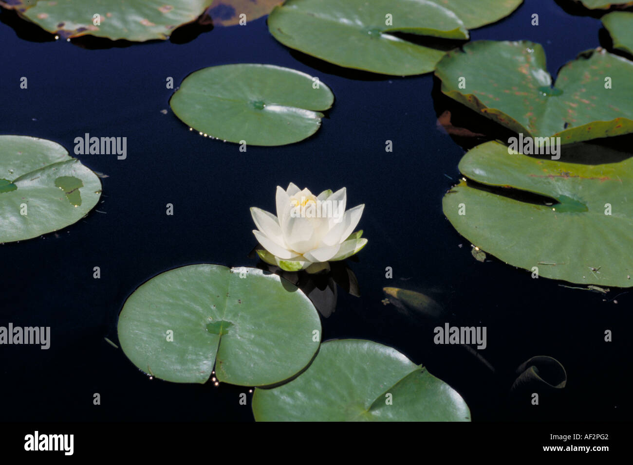 Water lily in pond with lily pads Stock Photo - Alamy