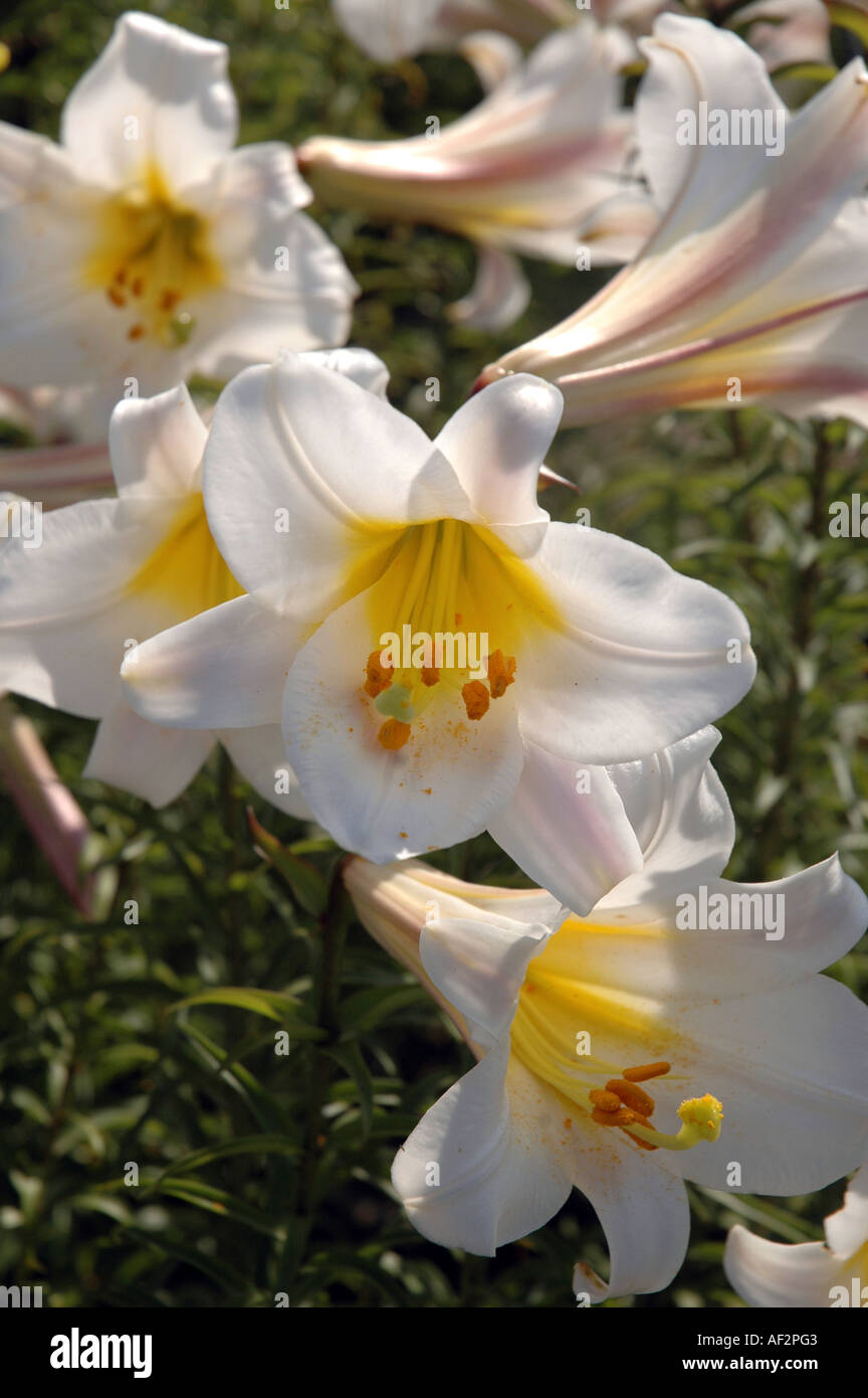Regal lily Lilium regale flower also called Royal Lily Stock Photo - Alamy