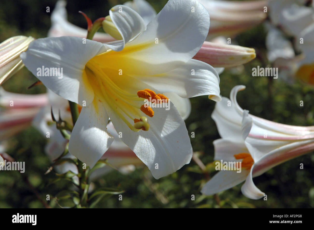 Regal lily Lilium regale flower also called Royal Lily Stock Photo - Alamy