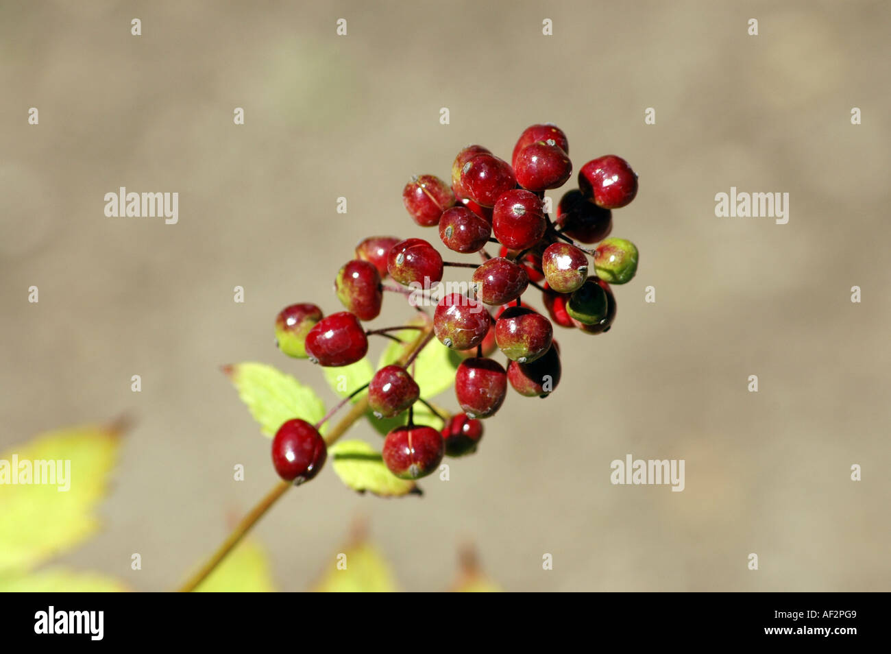 Snakeberry High Resolution Stock Photography and Images - Alamy