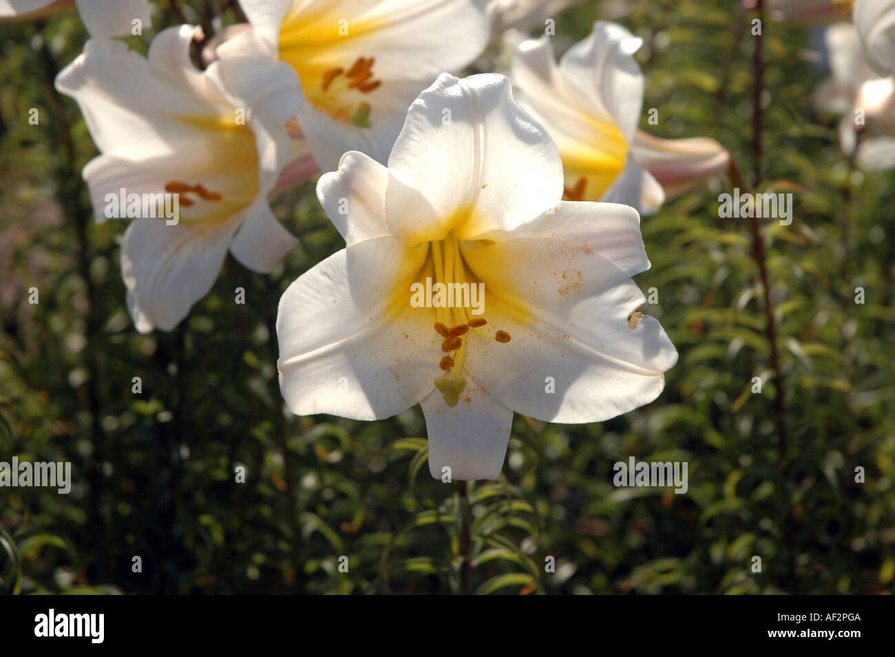 Regal lily Lilium regale flower also called Royal Lily Stock Photo - Alamy