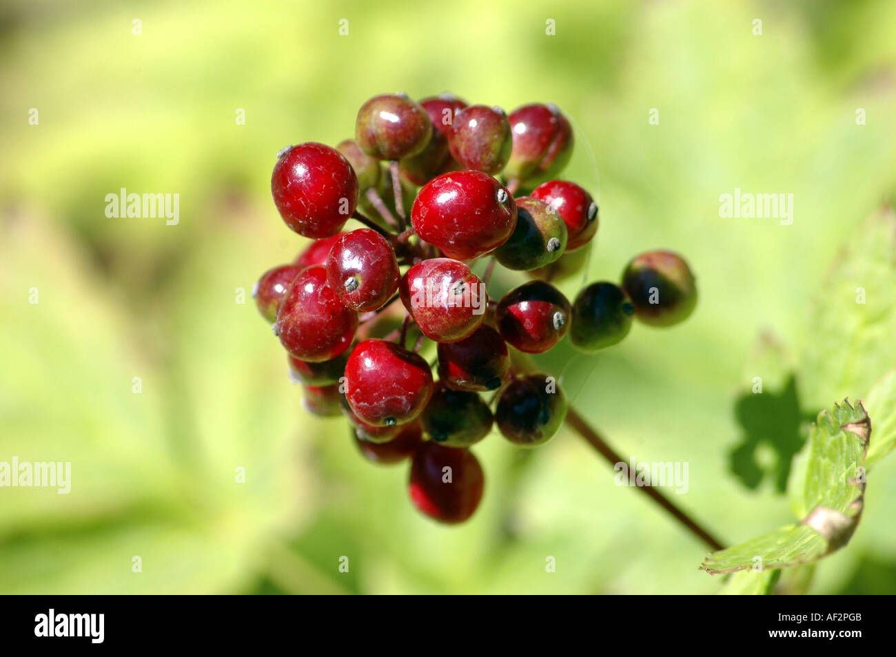 Red Baneberry Actaea rubra also called Snakeberry Stock Photo - Alamy