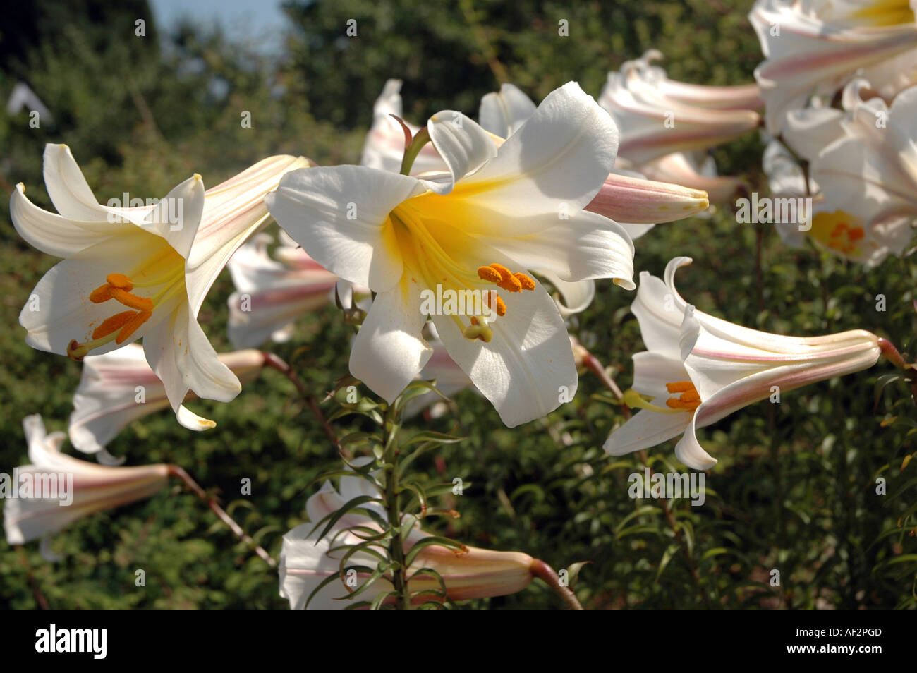 Regal lily Lilium regale flower also called Royal Lily Stock Photo - Alamy