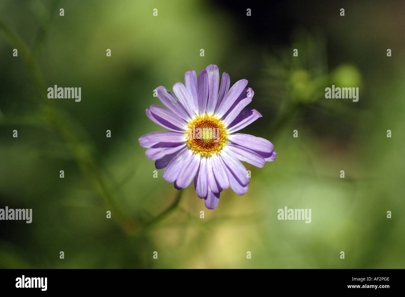 Swan River Daisy Brachyscome iberidifolia also called Blue Brachicome ...