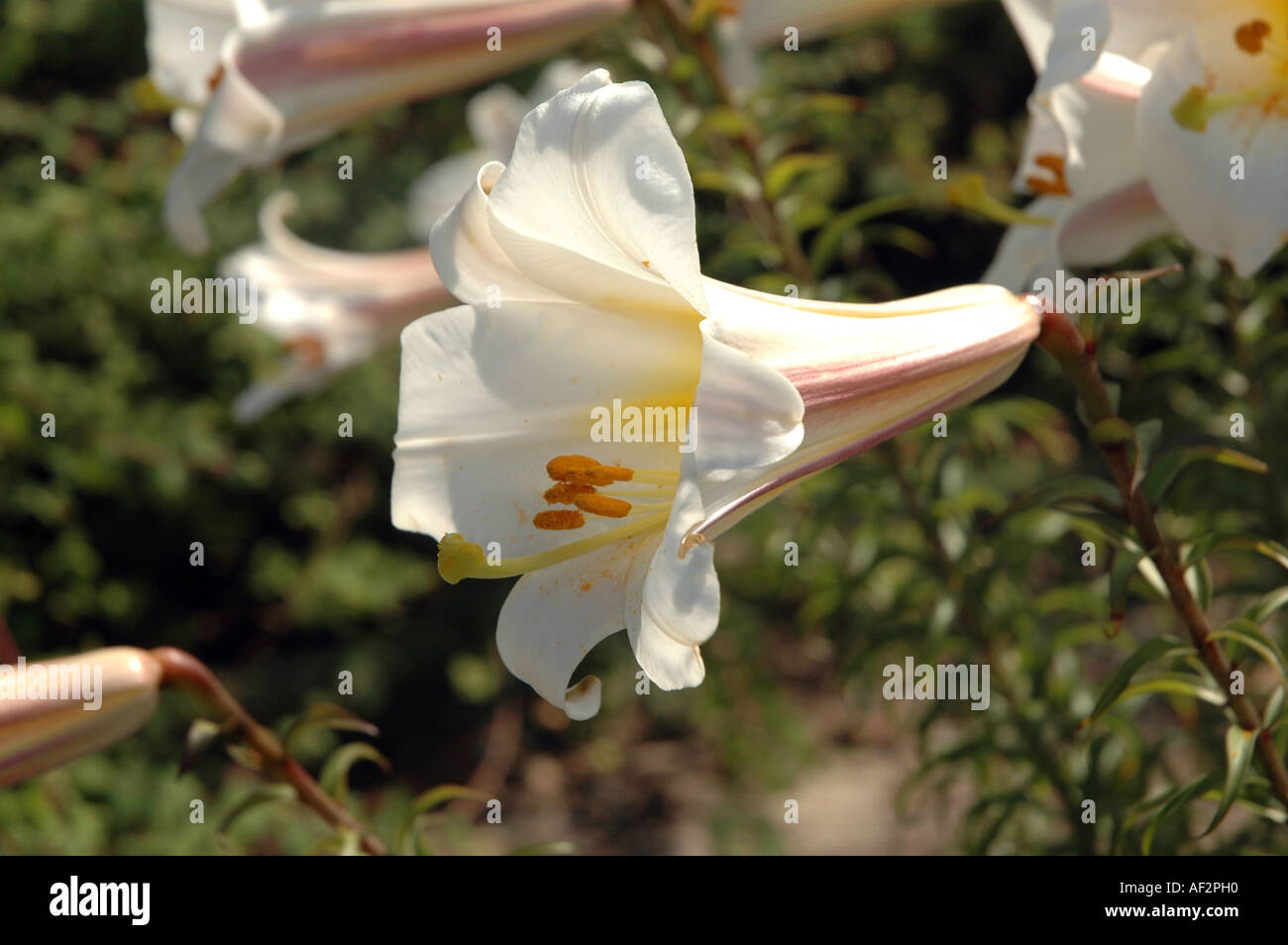 Regal lily Lilium regale flower also called Royal Lily Stock Photo - Alamy
