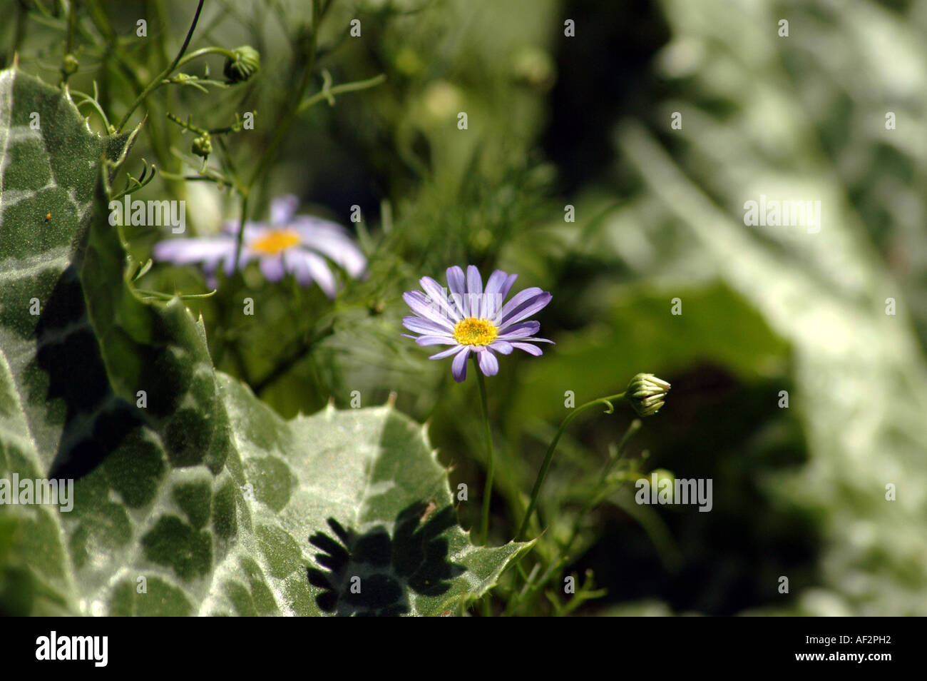 Swan River Daisy Brachycome iberidifolia also called Blue Brachicome ...