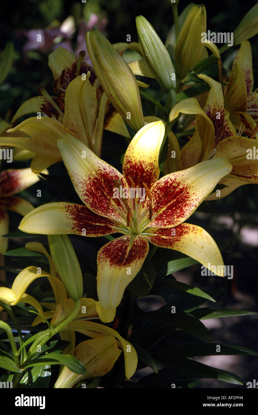 Suncrest hi-res stock photography and images - Alamy