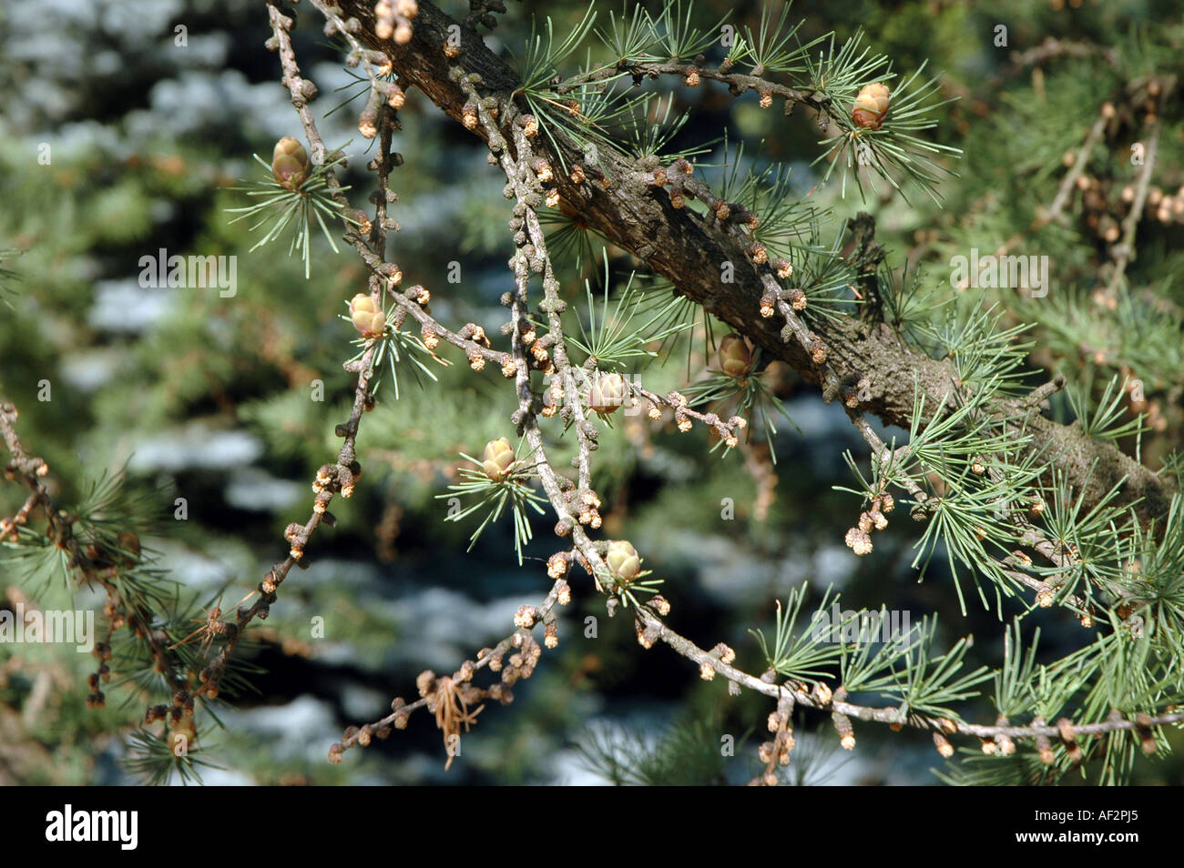 American Larch Larix laricina americana tree also called Eastern Larch ...