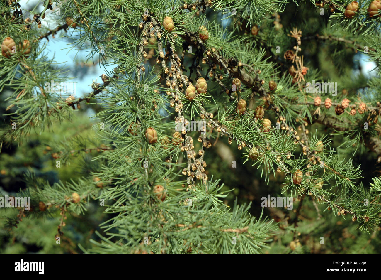 American Larch Larix laricina americana tree also called Eastern Larch ...