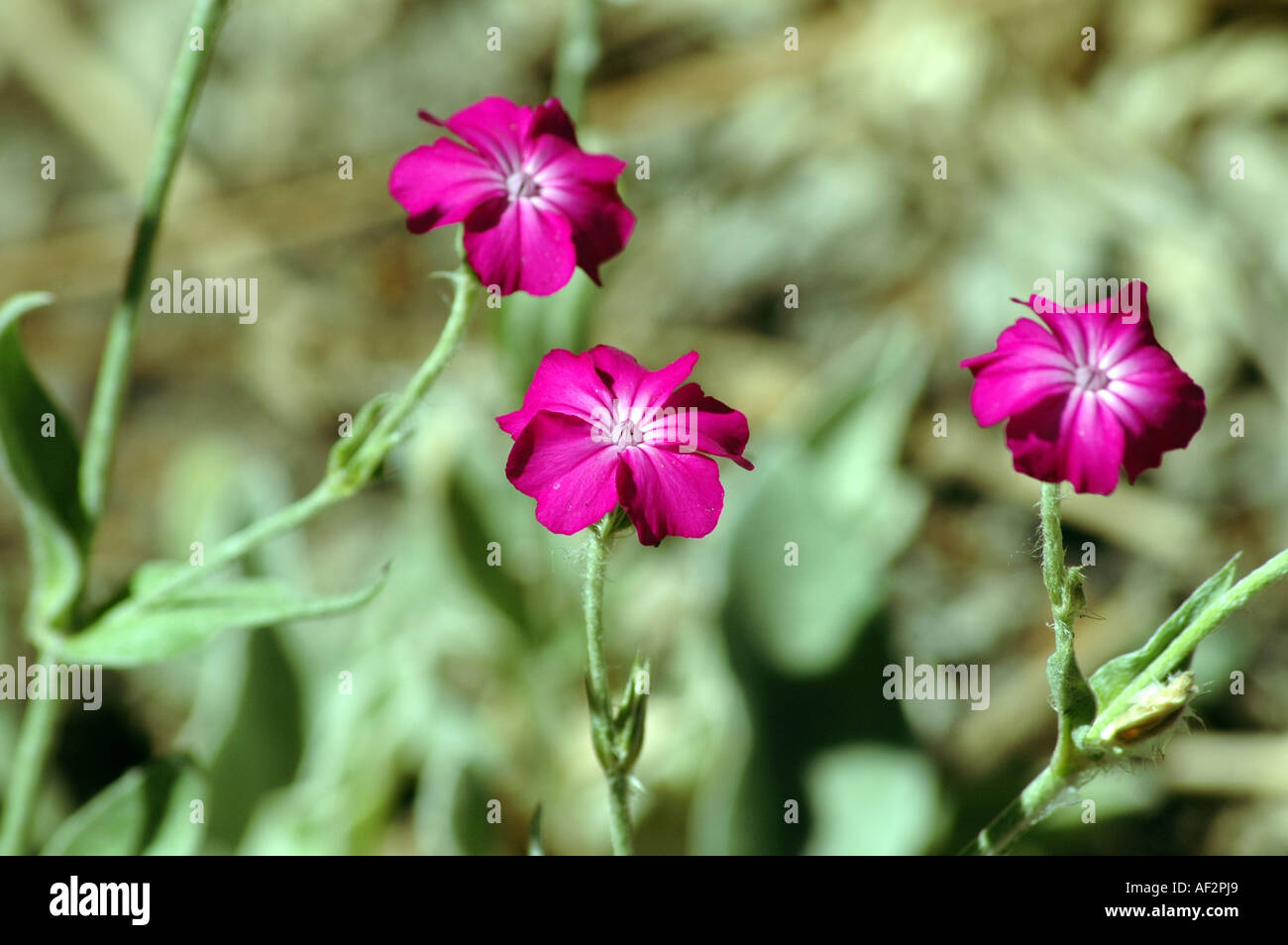 Rose campion Lychnis coronaria also called Mullein pink or Dusty Miller ...