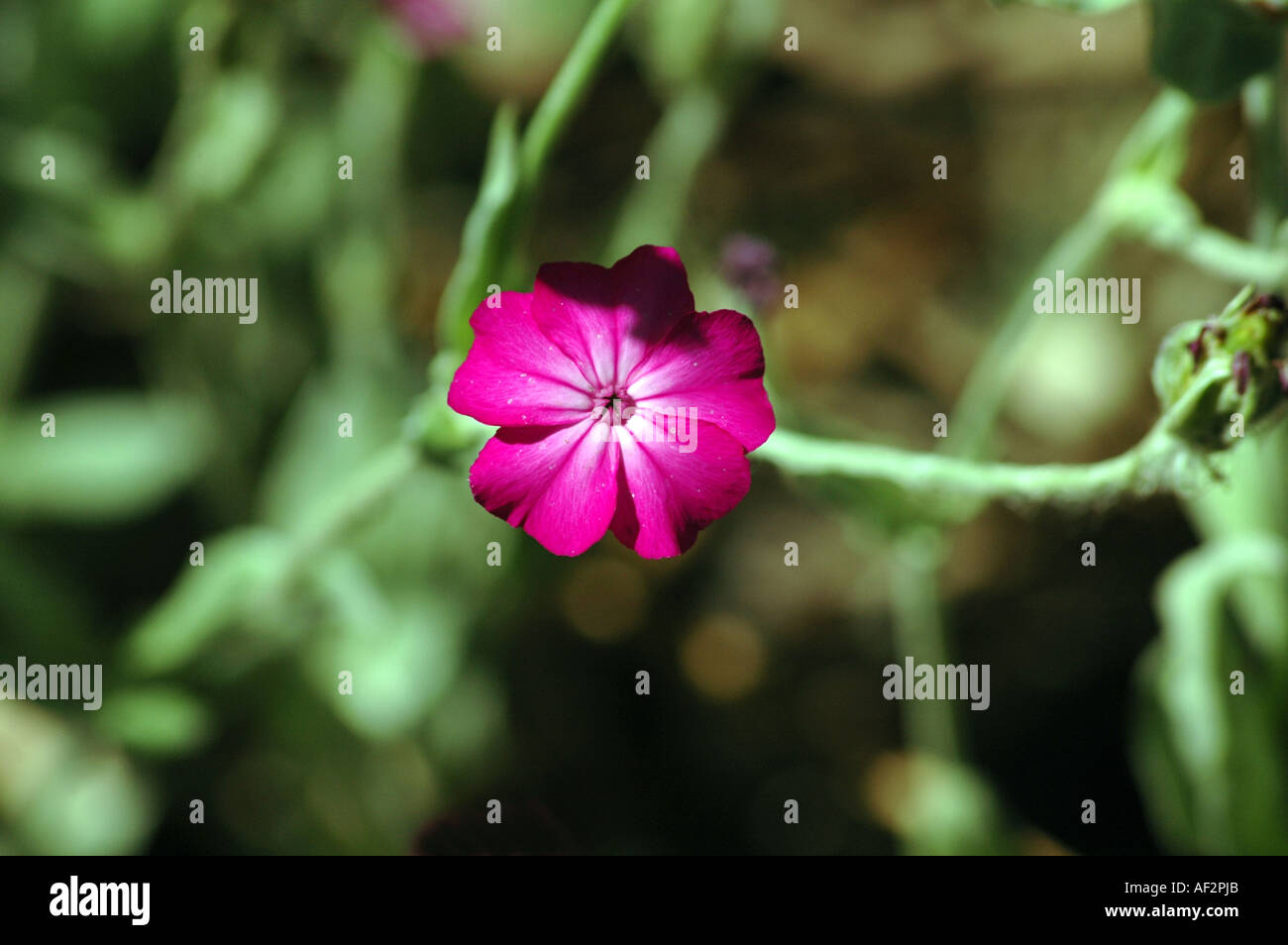 Rose campion Lychnis coronaria also called Mullein pink or Dusty Miller ...