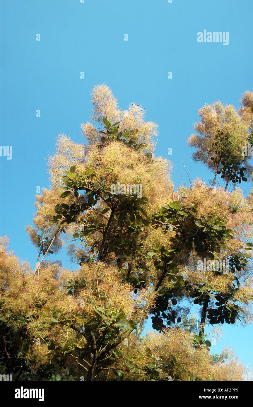 Eurasian Smoketree Cotinus coggygria var 'Purpureus' also called ...