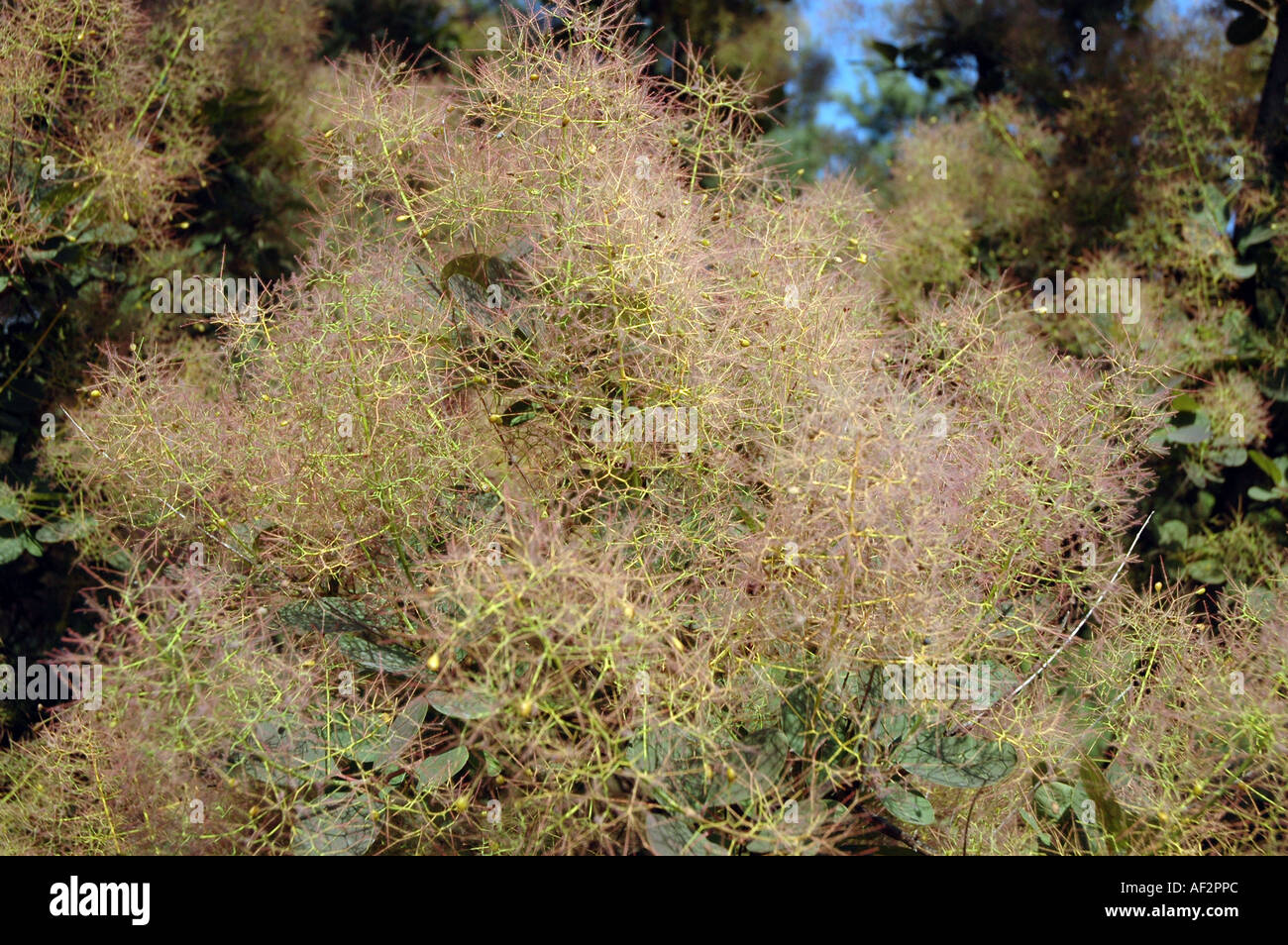Coggygria purpureus hi-res stock photography and images - Alamy