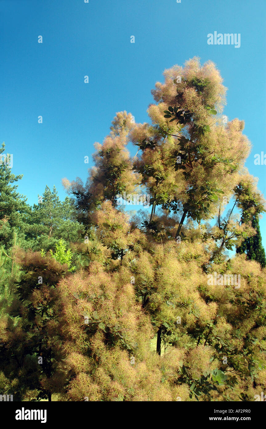 Coggygria purpureus hi-res stock photography and images - Alamy