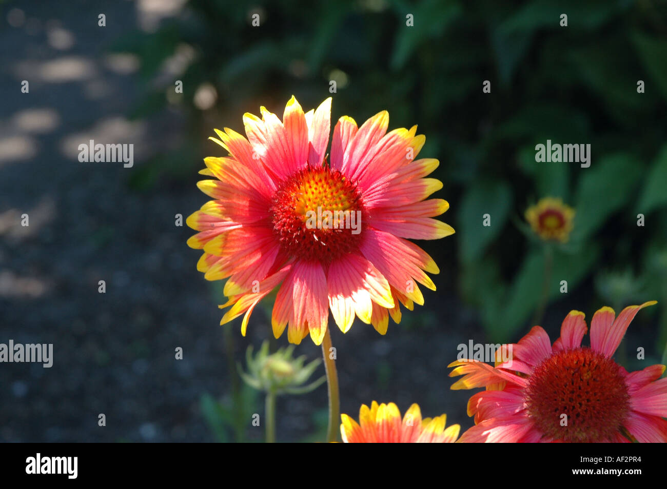 Close up firewheel flowers hi-res stock photography and images - Alamy