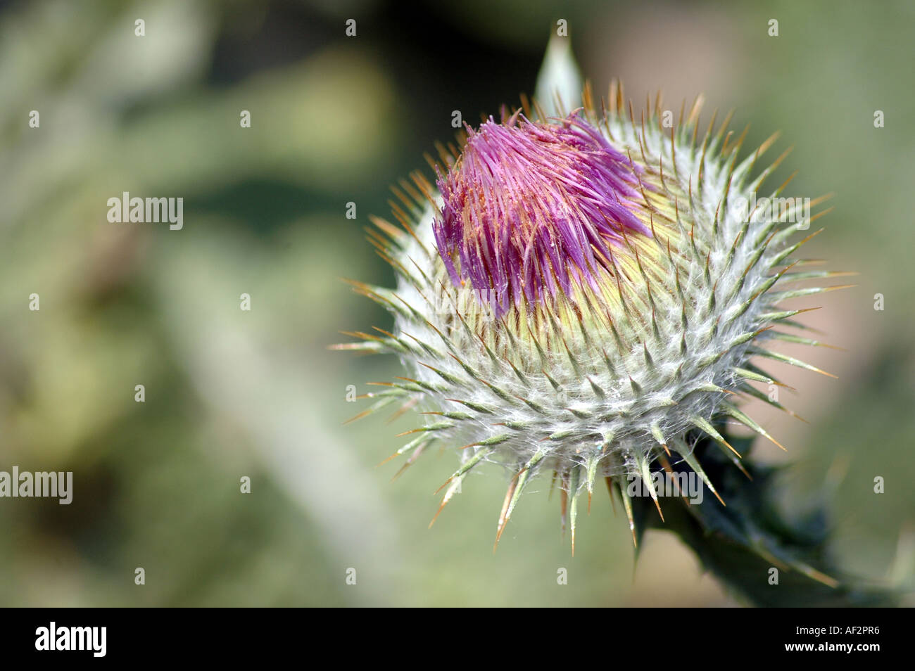 Scotch cotton-thistle Onopordum acanthium also called Silver thistle ...