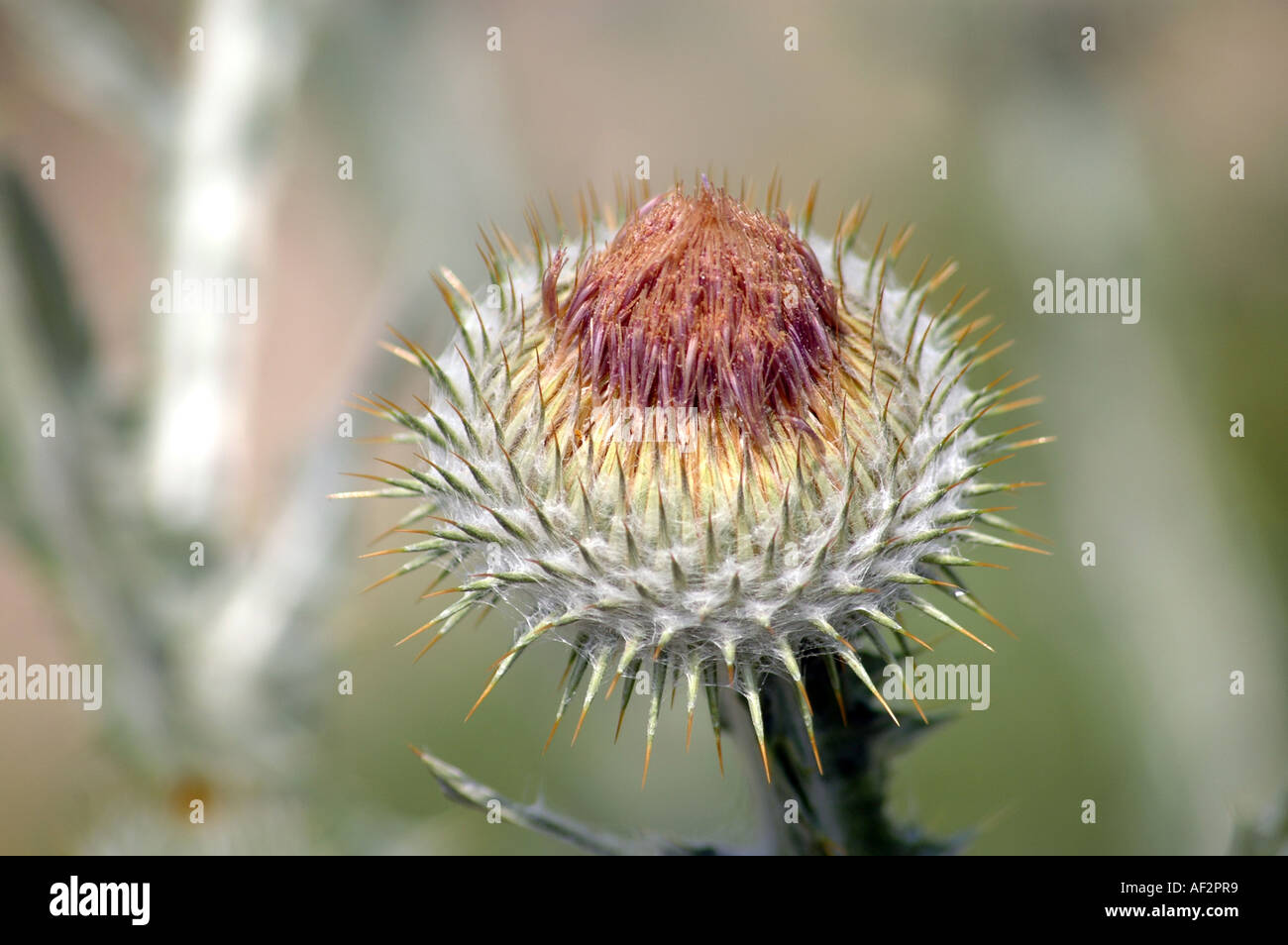Scotch cotton-thistle Onopordum acanthium also called Silver thistle ...