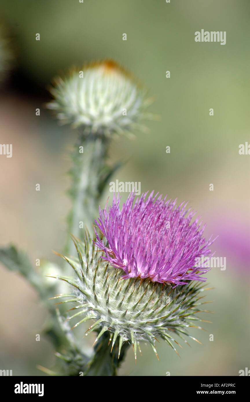 Scotch cotton-thistle Onopordum acanthium also called Silver thistle ...