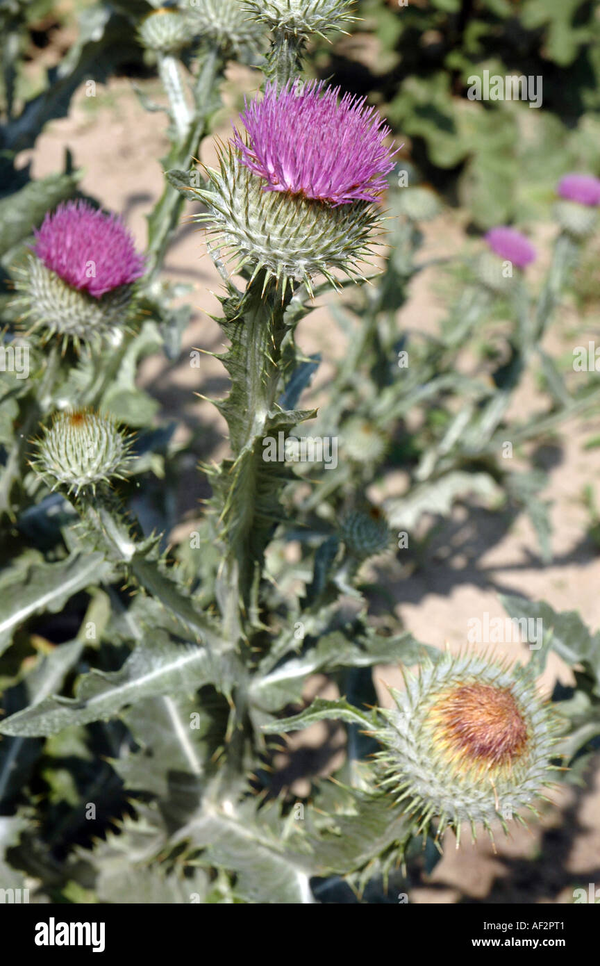Scotch cotton-thistle Onopordum acanthium also called Silver thistle ...