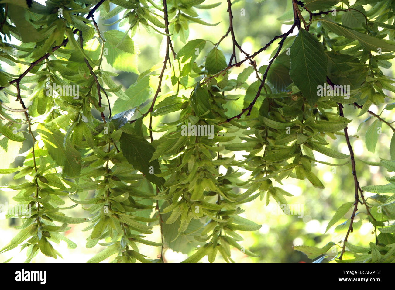 Musclewood hi-res stock photography and images - Alamy