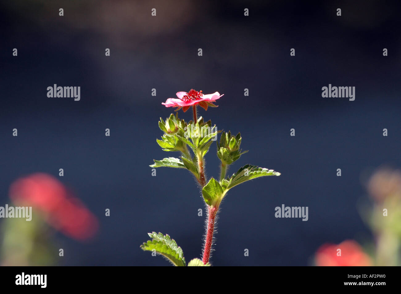 Nepal cinquefoil Potentilla nepalensis Stock Photo - Alamy